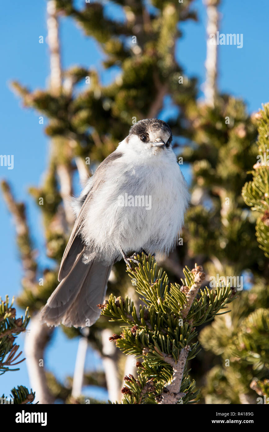 USA, Washington State, Gray Jay (Perisoreus canadensis) fluffs feather ...