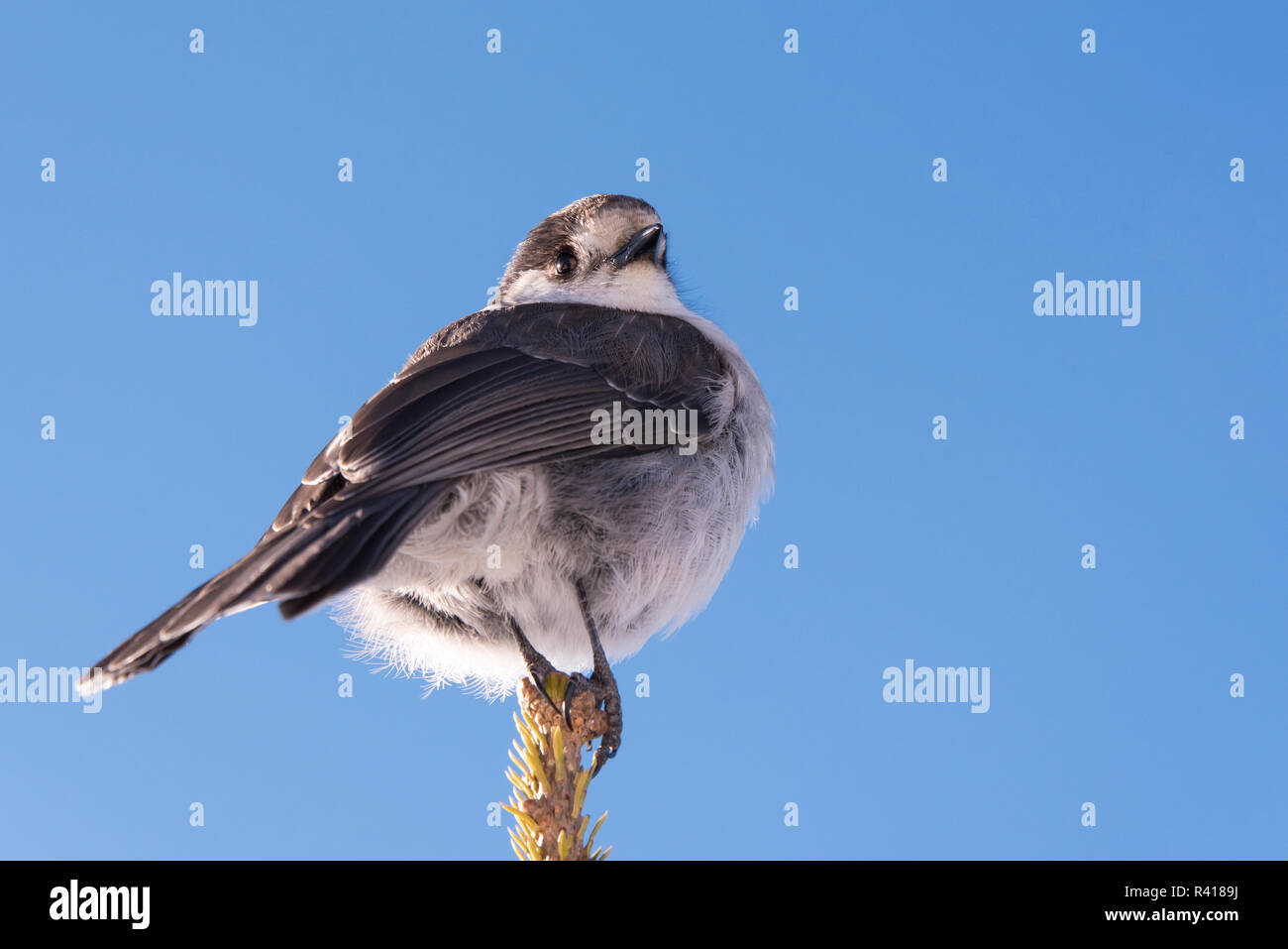 USA, Washington State, Crystal Mountain Resort. Gray Jay (Perisoreus ...