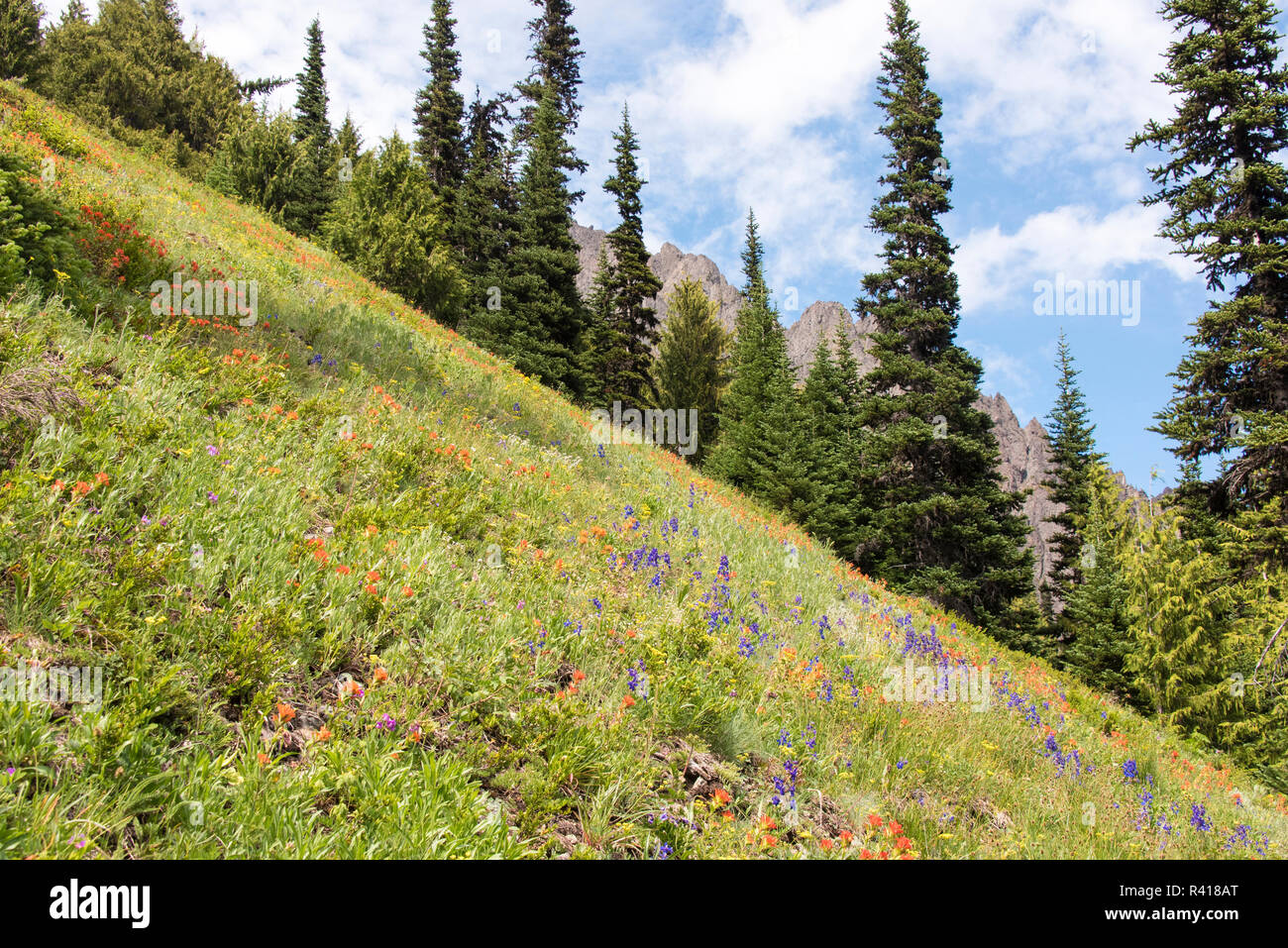 USA, Washington State, Buckhorn Wilderness. Marmot Pass Trail Olympic ...