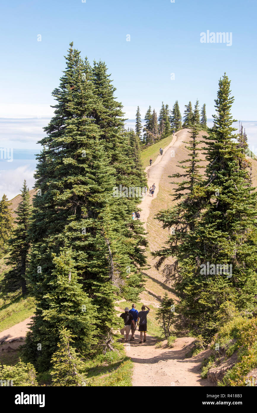 USA, Washington State, Olympic National Park. Spur from High Ridge ...