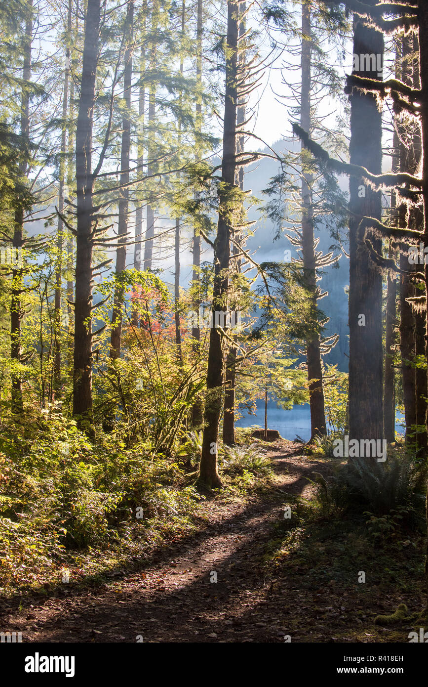 Morning light through Baker Lake edge trees Horseshoe Campground Stock ...