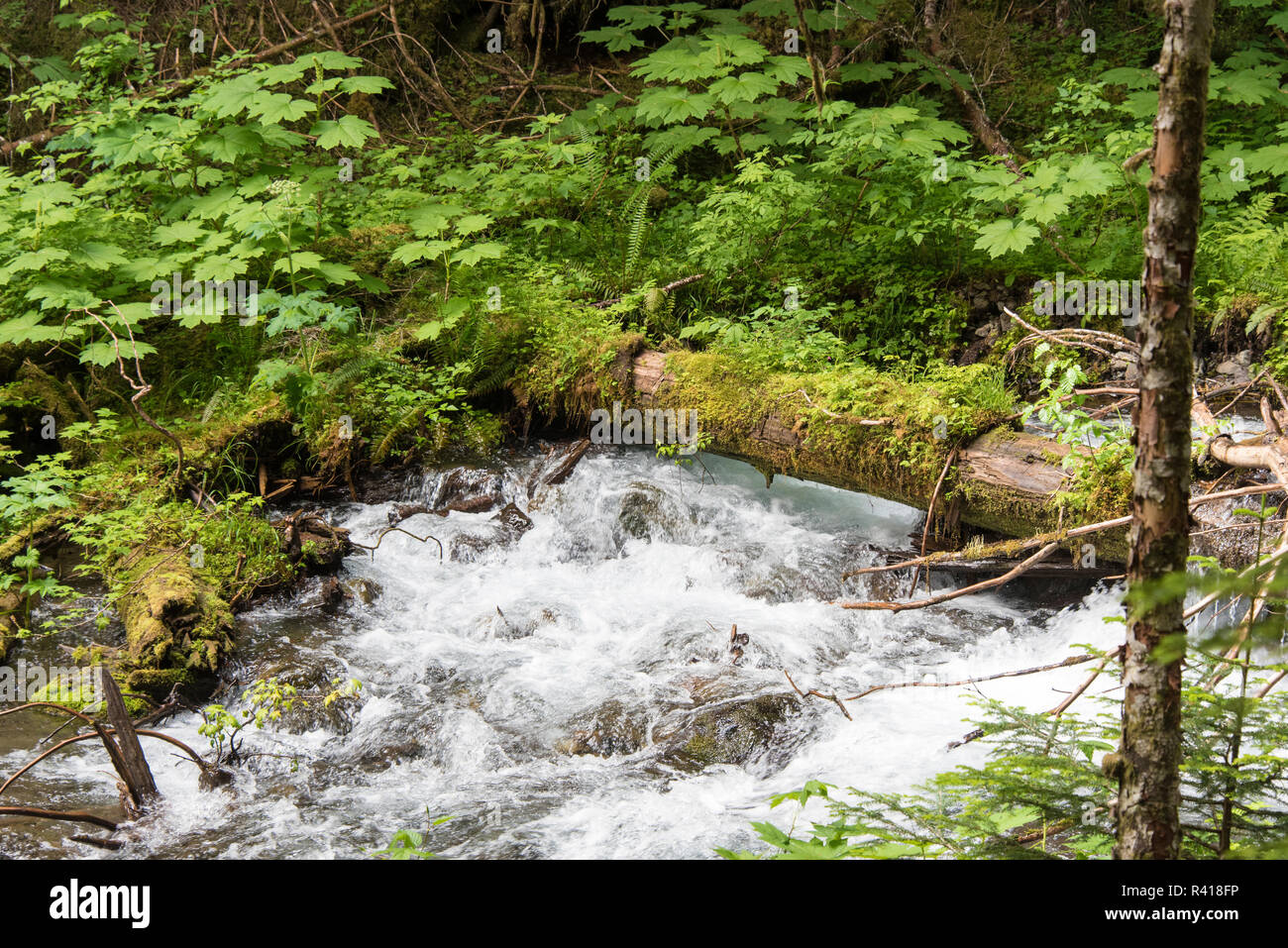 USA, Washington State, Olympic National Forest, Buckhorn Wilderness ...