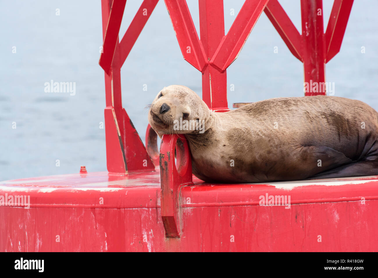 USA, Washington State, Puget Sound. Harbor Seal on channel marker buoy ...