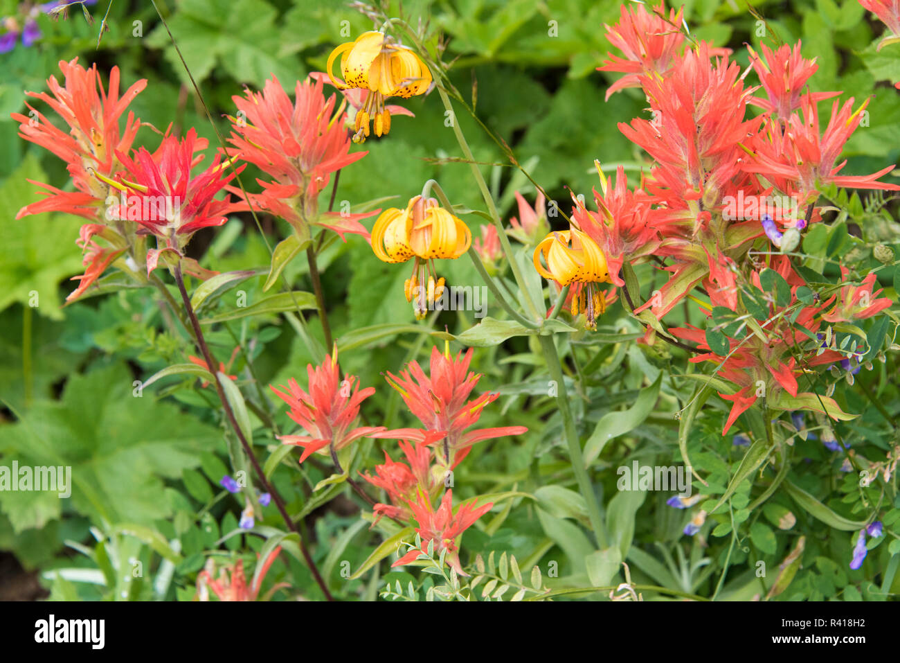 Paintbrush lily hi-res stock photography and images - Alamy
