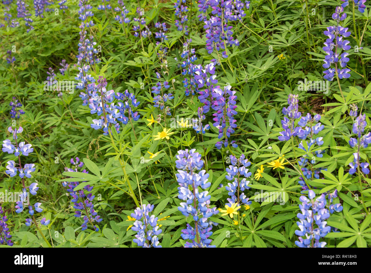 USA, Washington State, Olympic National Forest. Colorful lupine and ...