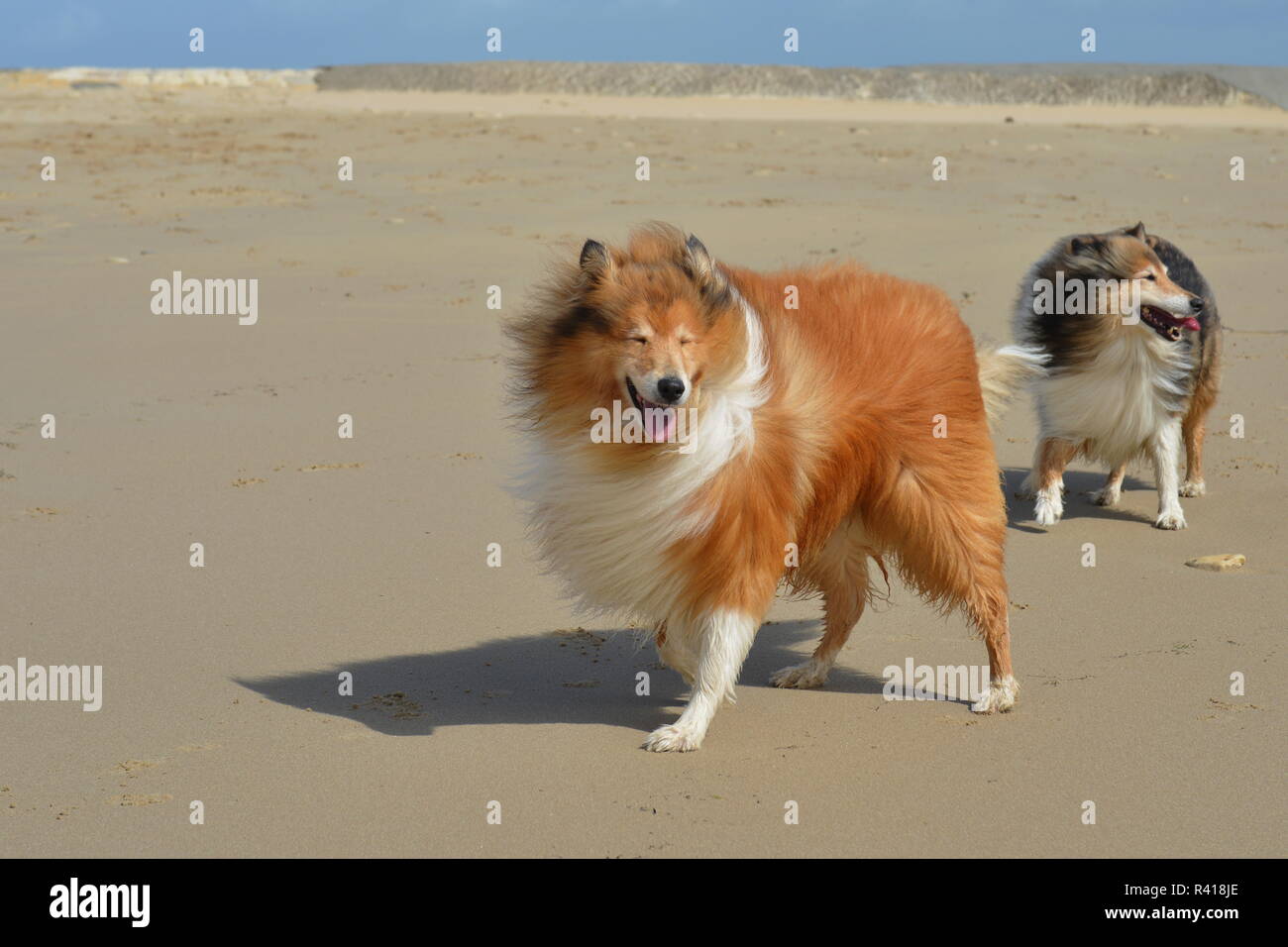 Jumping collies hi-res stock photography and images - Alamy
