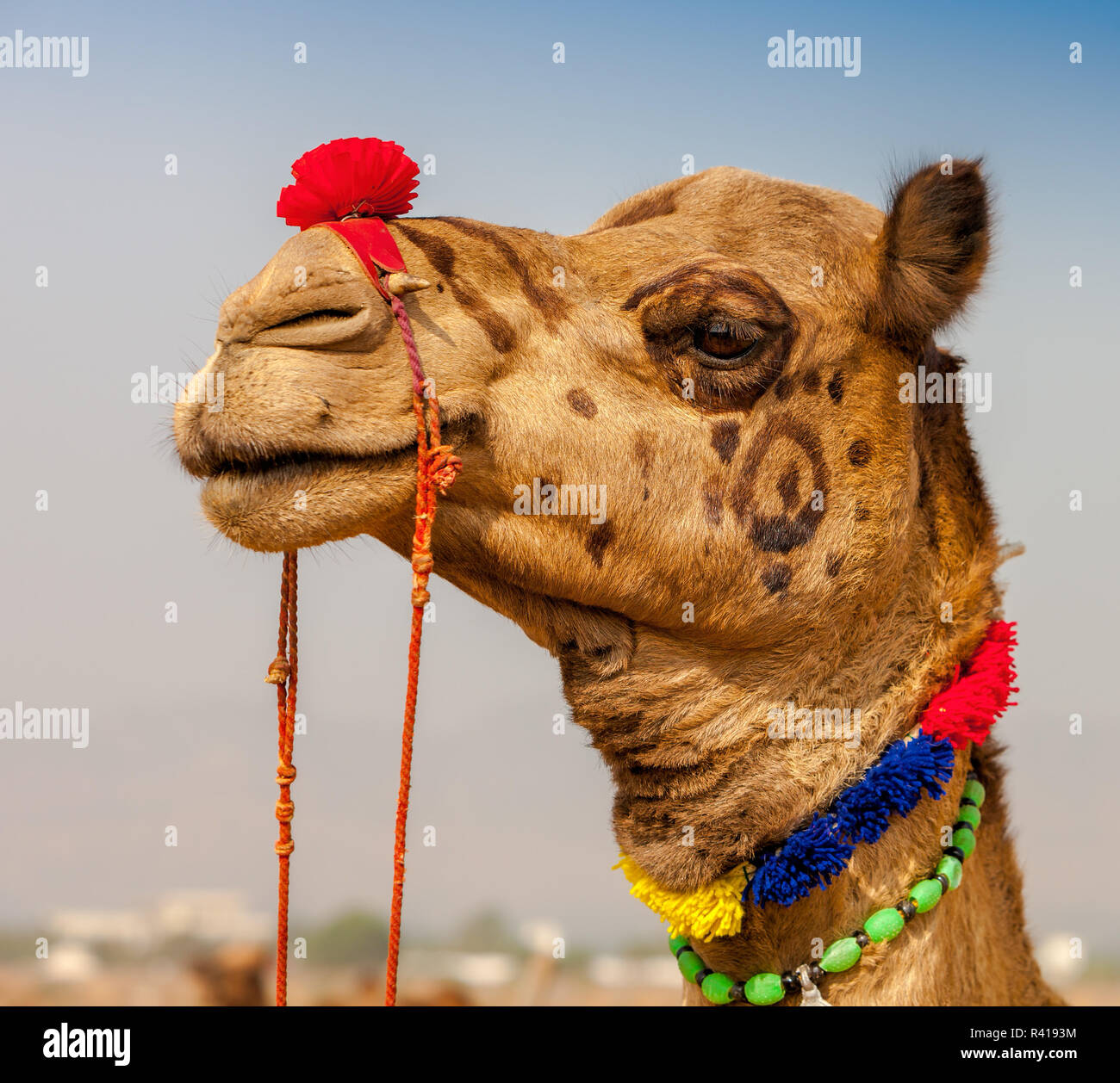 Decorated camel at the Pushkar fair. Rajasthan, India Stock Photo - Alamy