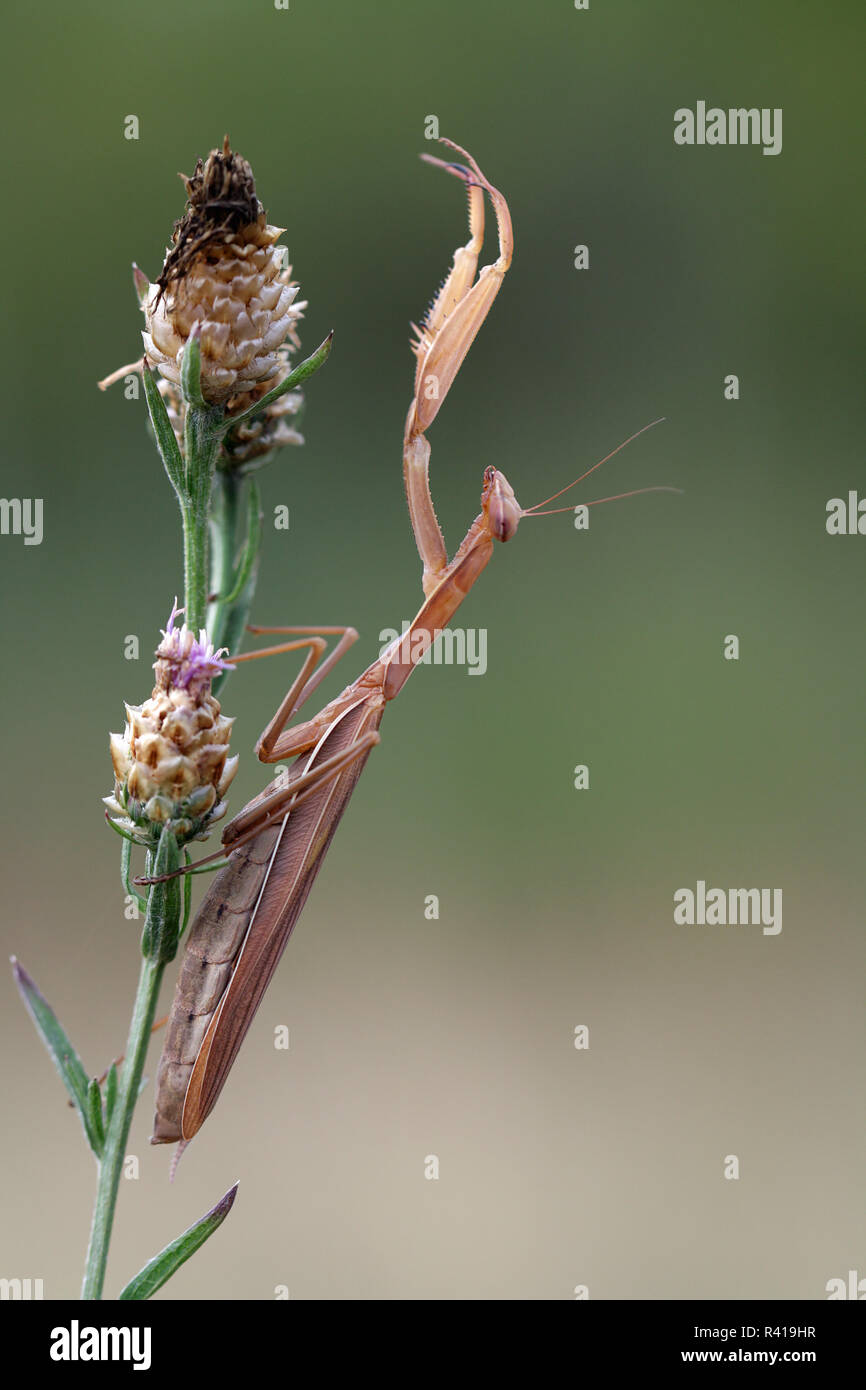 Sitting with legs stretched hi-res stock photography and images - Alamy