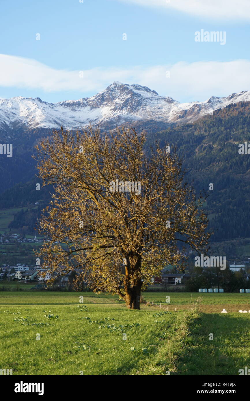 deciduous tree in autumn Stock Photo - Alamy