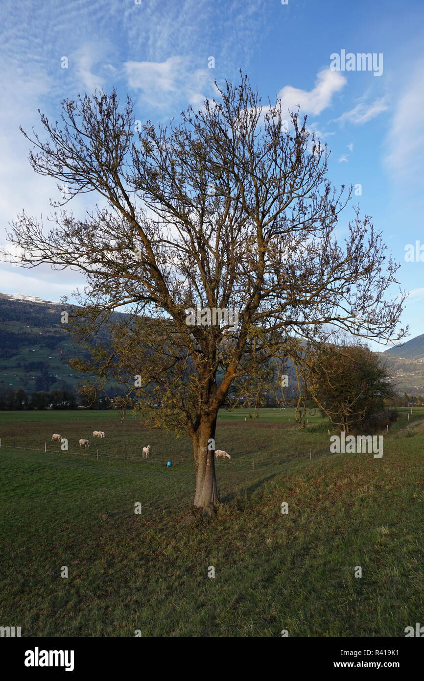 deciduous tree in autumn Stock Photo - Alamy