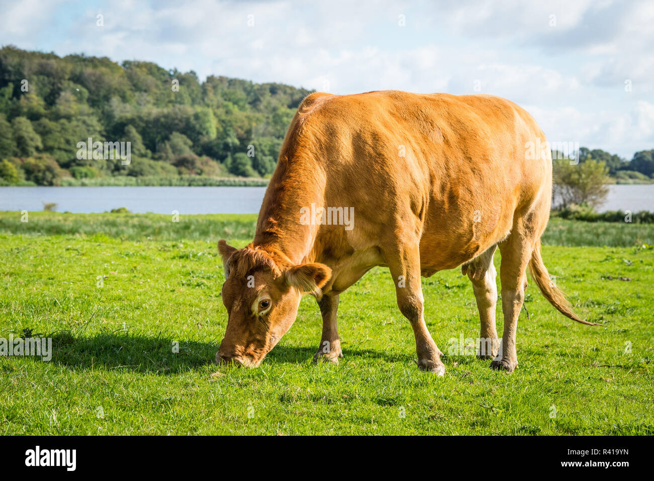 Cow eating fresh green grass Stock Photo - Alamy