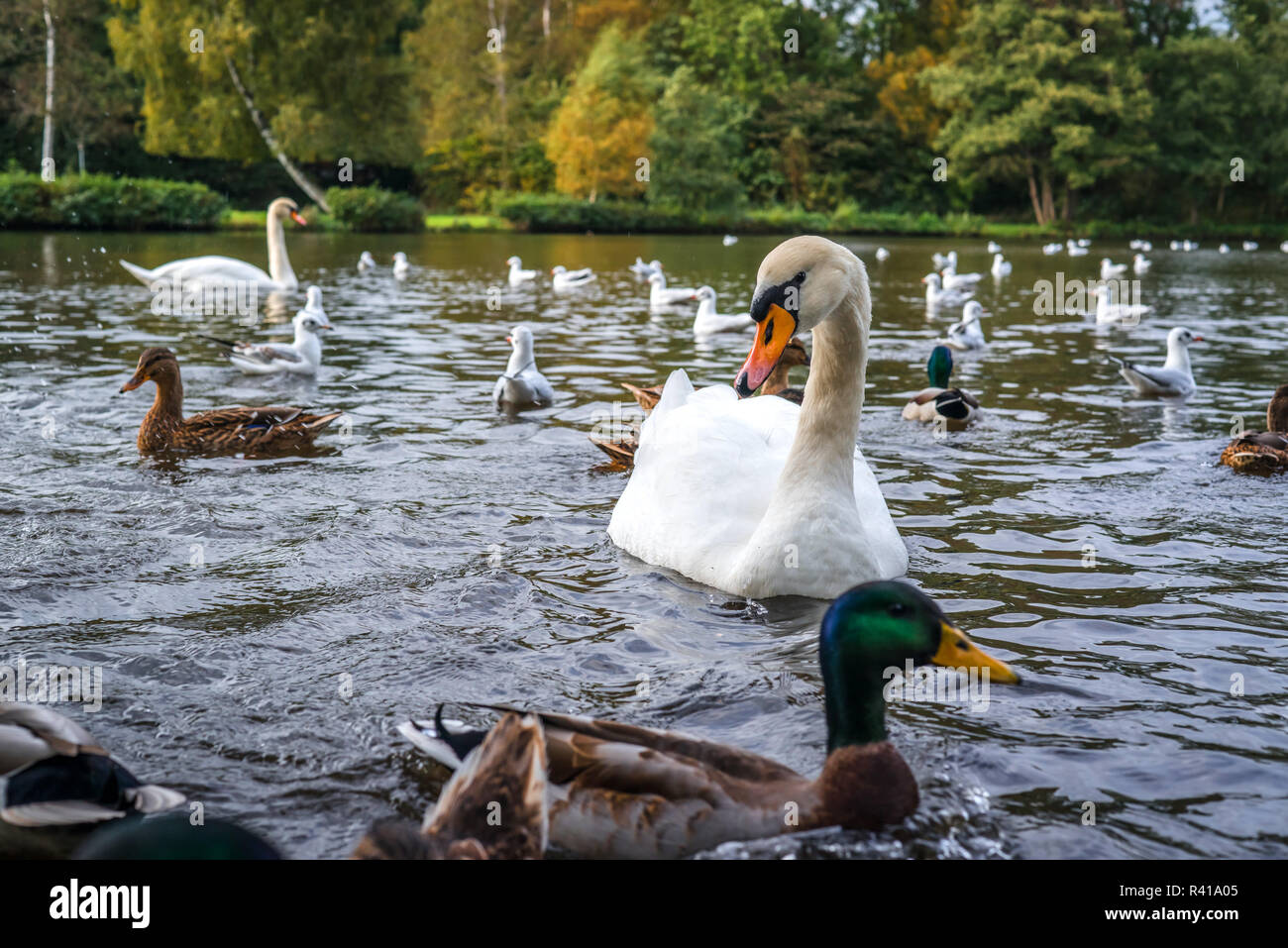 Birds in a lake Stock Photo - Alamy