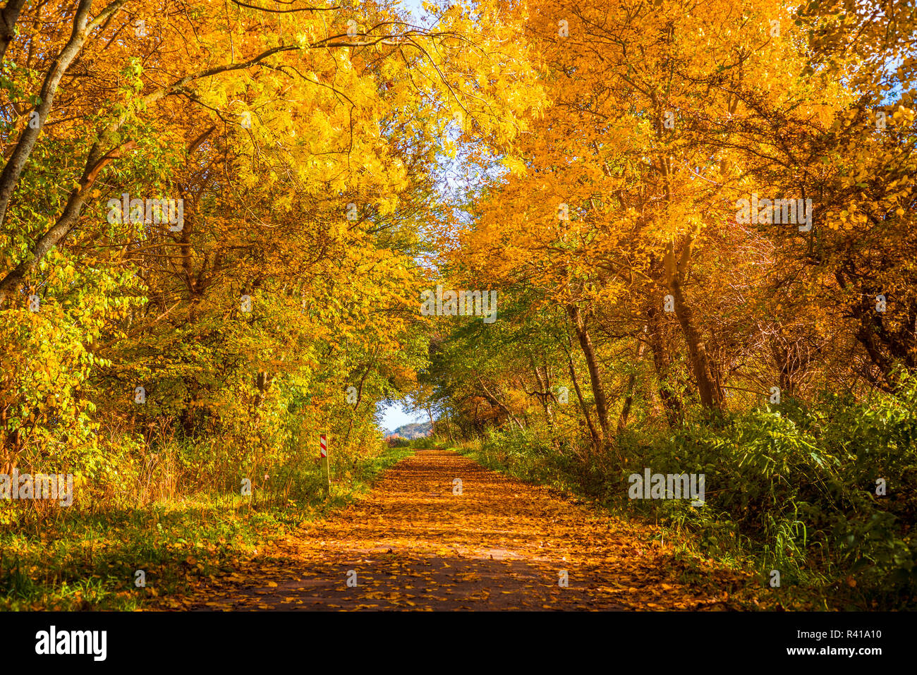 Autumn Walk Trees Path
