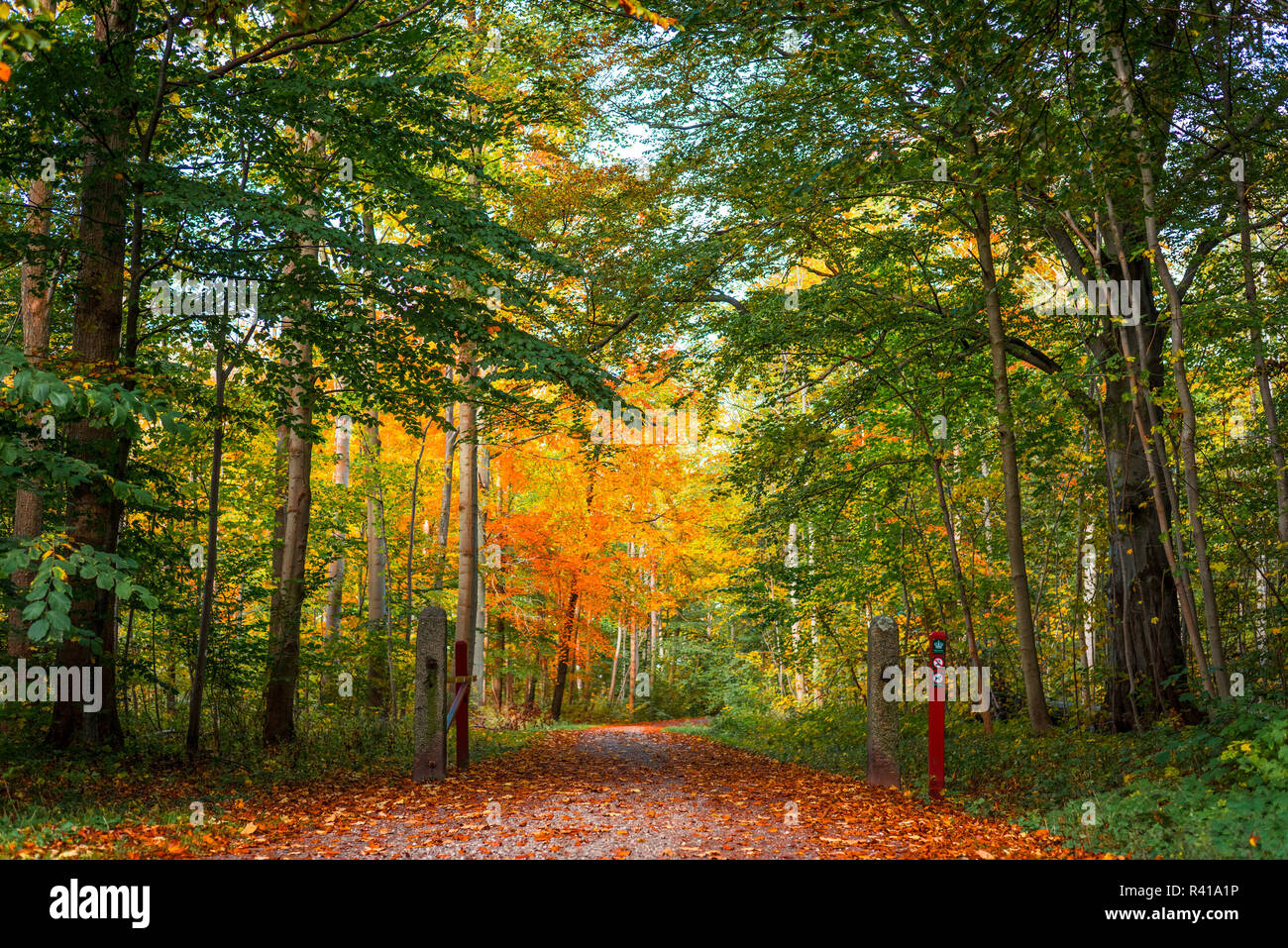 Nature path in a danish forest at autumn Stock Photo - Alamy