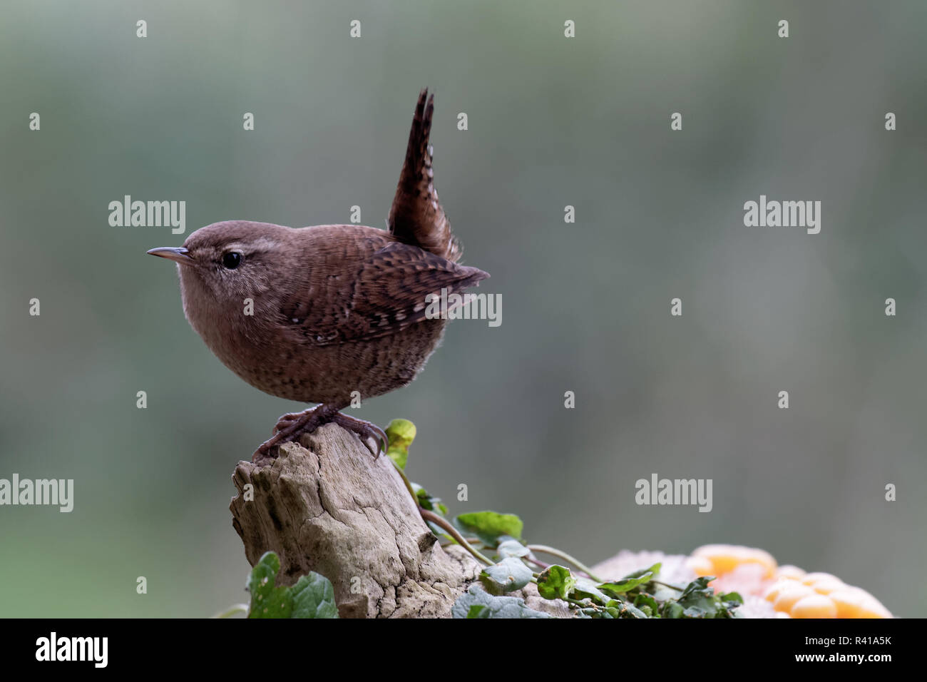 Wren Flying Stock Photos & Wren Flying Stock Images - Alamy