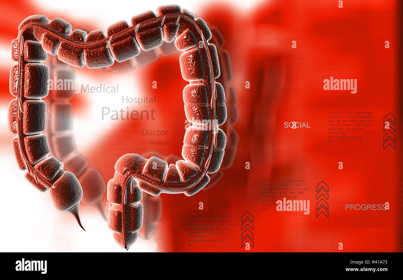 Big intestine hi-res stock photography and images - Alamy