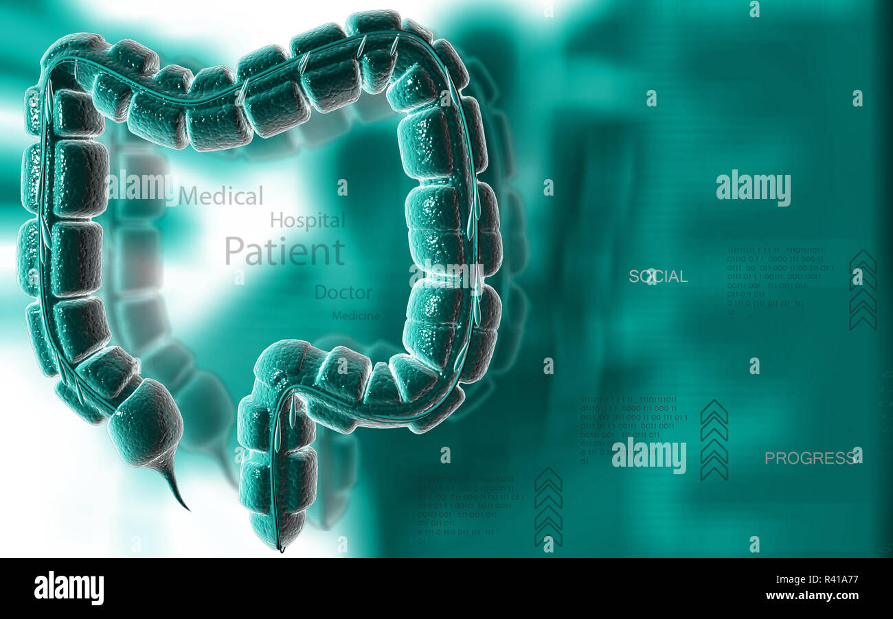 Big intestine hi-res stock photography and images - Alamy