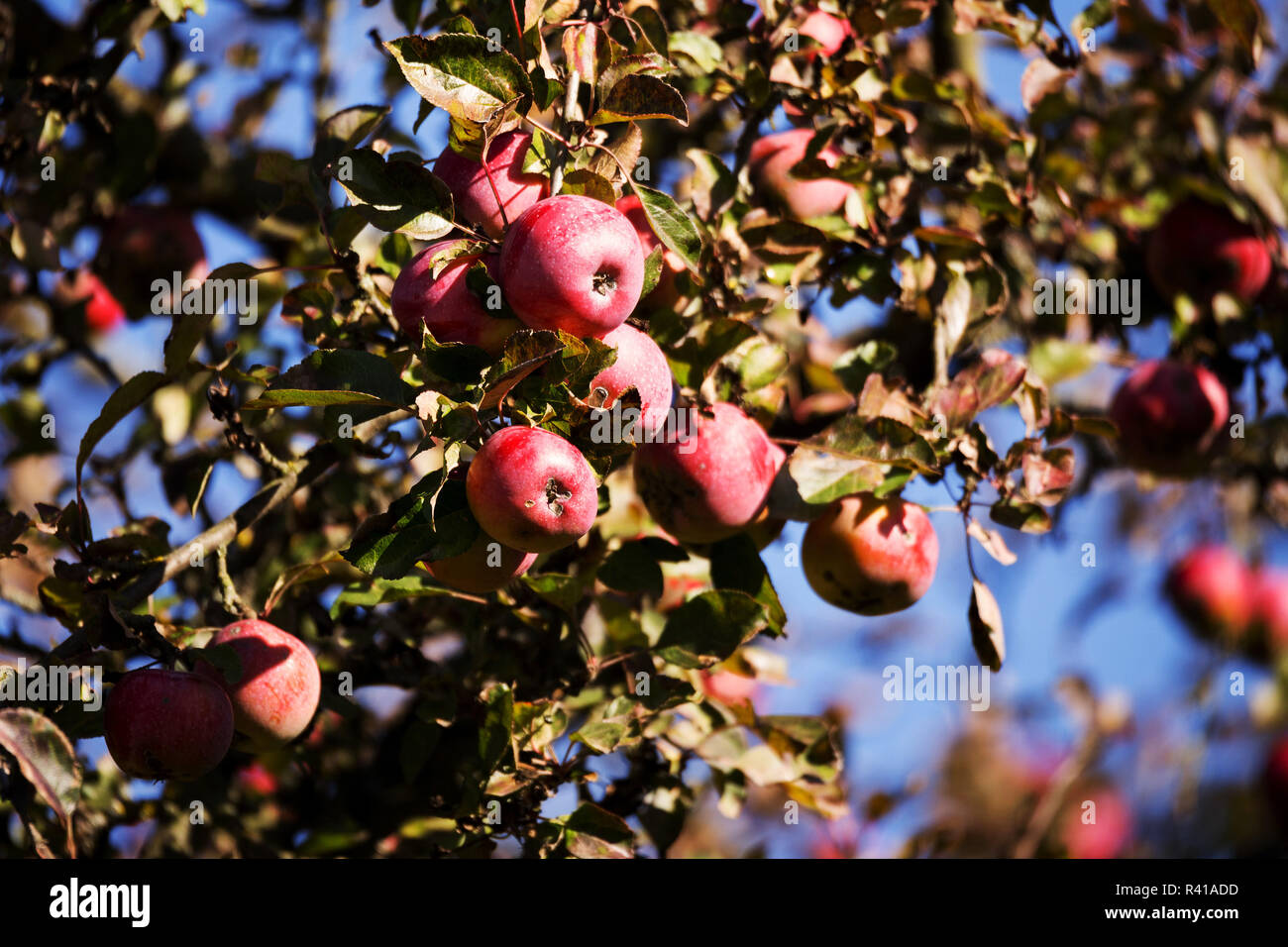 red Apple on the tree branch Stock Photo - Alamy