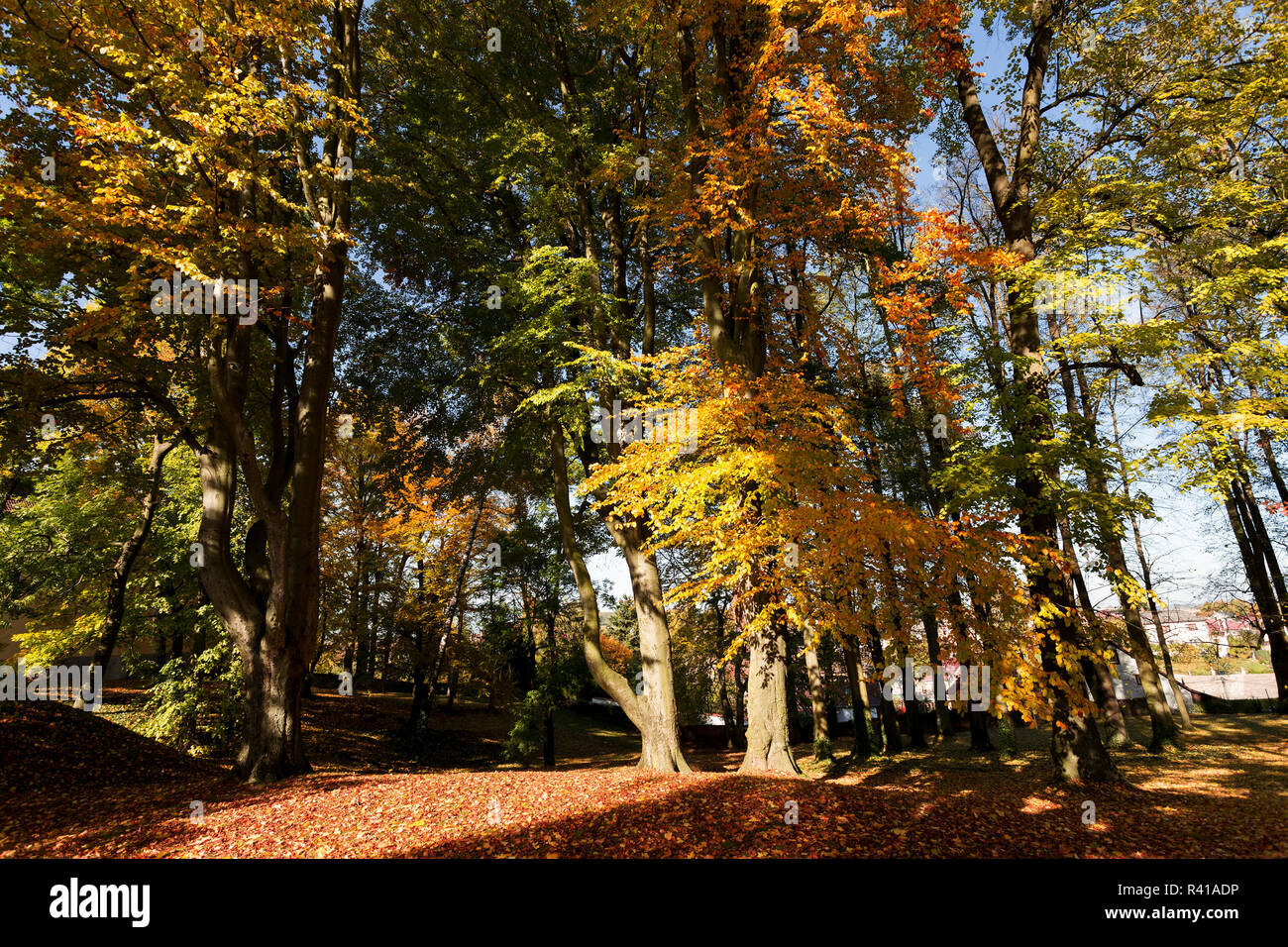 autumn colors in park Stock Photo - Alamy