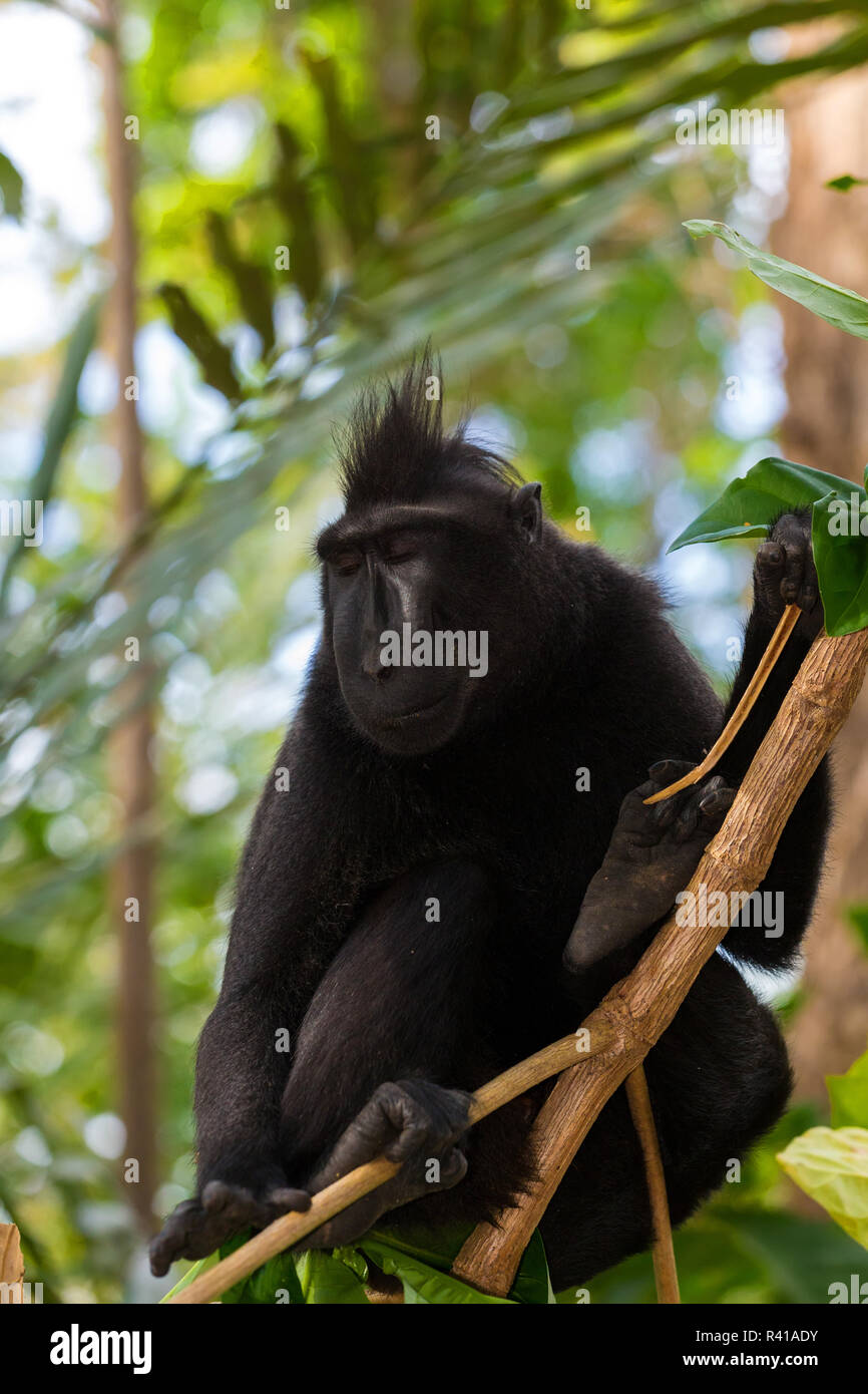 portrait of Celebes crested macaque, Sulawesi, Indonesia Stock Photo ...
