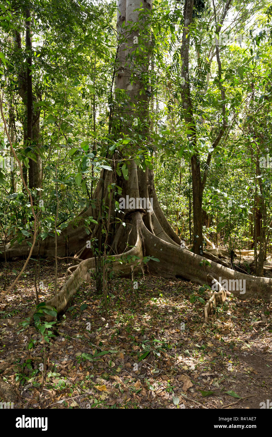 Large buttressed tree hi-res stock photography and images - Alamy