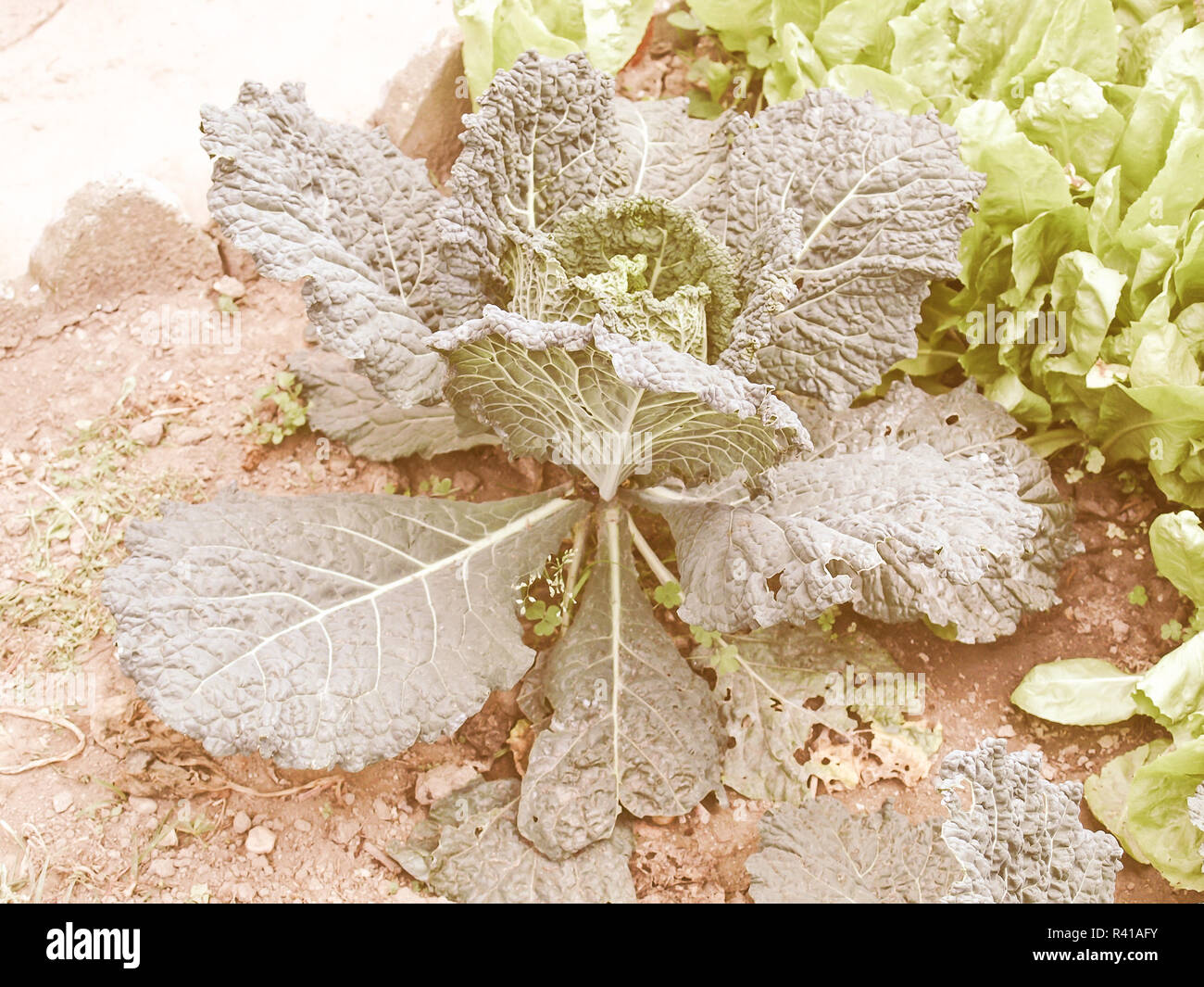 Retro looking Cabbage picture Stock Photo - Alamy
