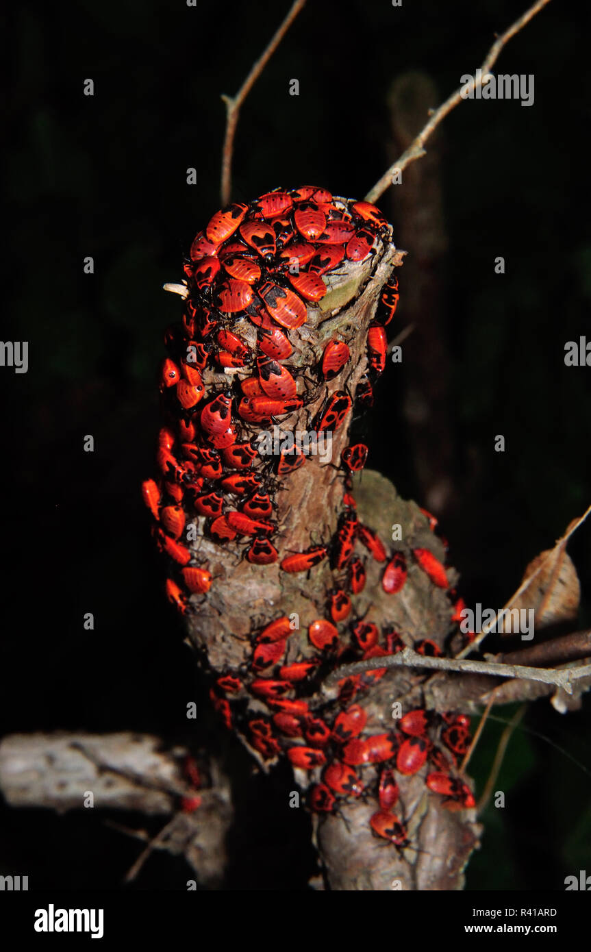 Feuerwanzen pyrrhocoris apterus hi-res stock photography and images - Alamy