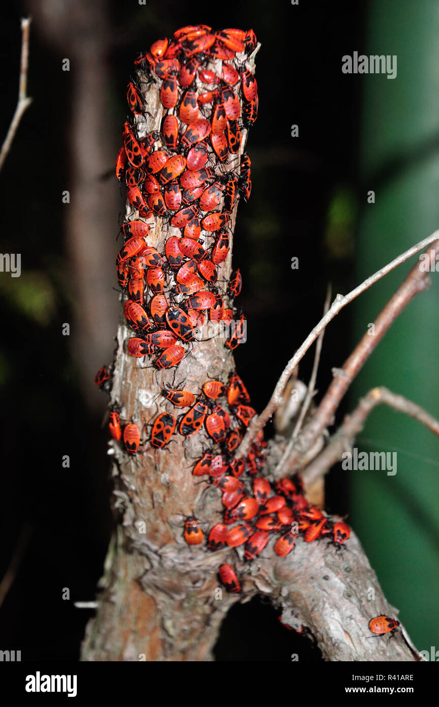 Feuerwanzen pyrrhocoris apterus hi-res stock photography and images - Alamy