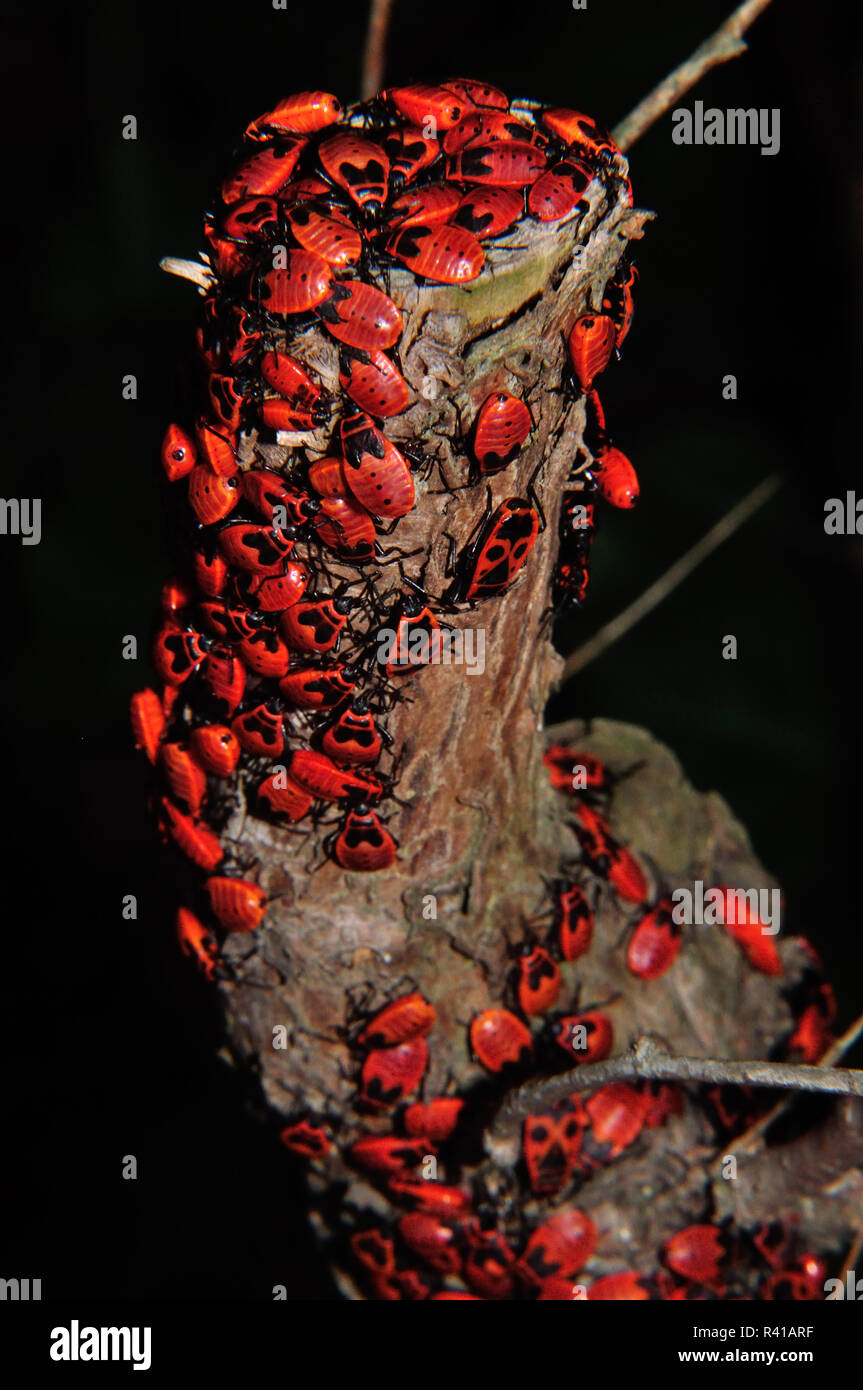 Feuerwanzen pyrrhocoris apterus hi-res stock photography and images - Alamy