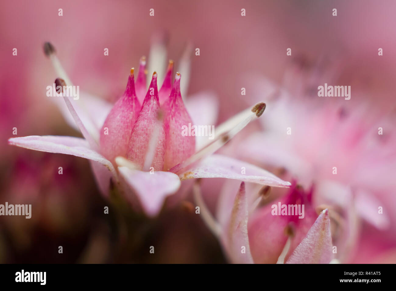 Fat hen flower hi-res stock photography and images - Alamy