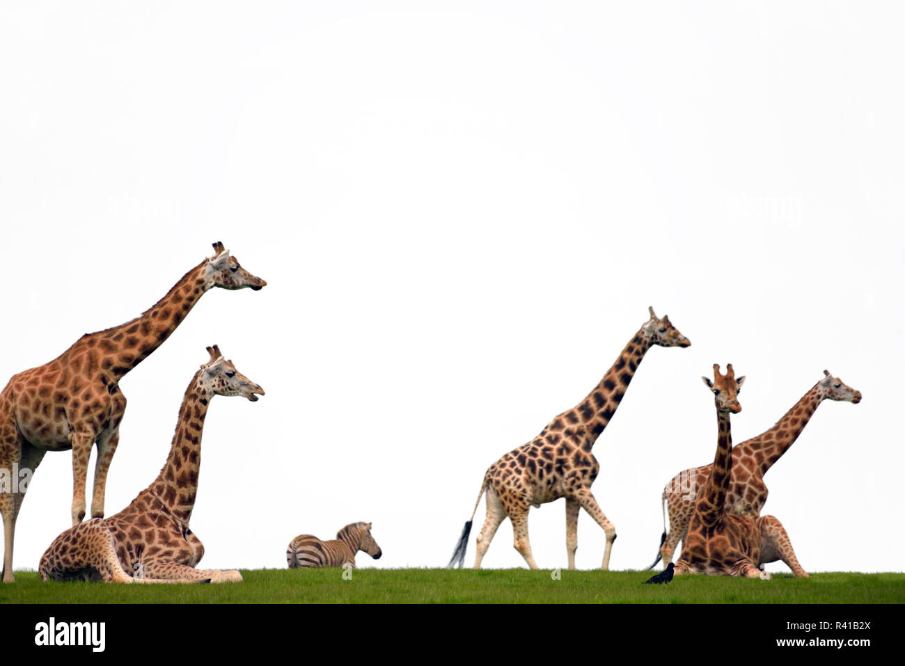 Giraffe zebra zoo hi-res stock photography and images - Alamy