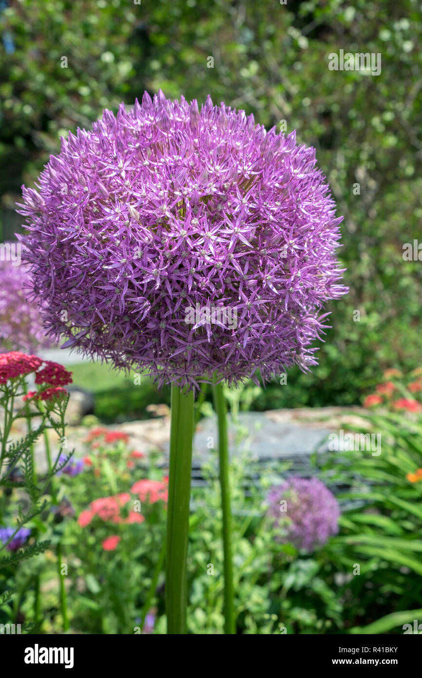 Purple Allium, Usa Stock Photo - Alamy