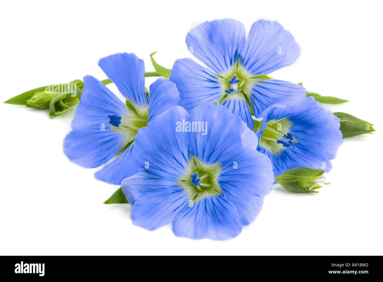 Flax blue flowers closeup isolated on white background Stock Photo - Alamy