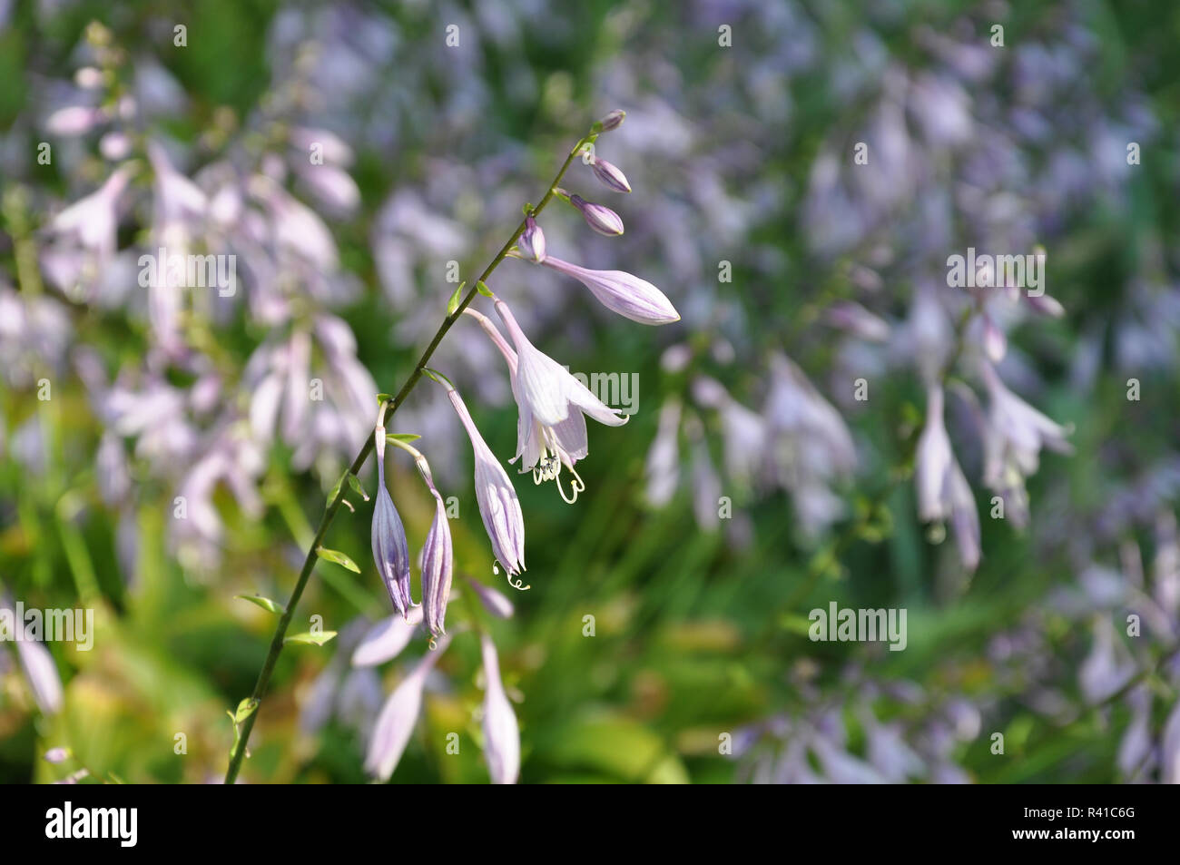 Single branch of bellflower on the floral background Stock Photo - Alamy