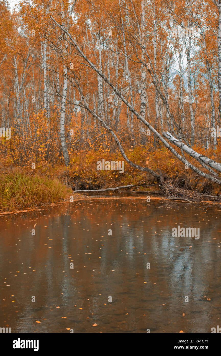 Taiga trees aerial hi-res stock photography and images - Alamy