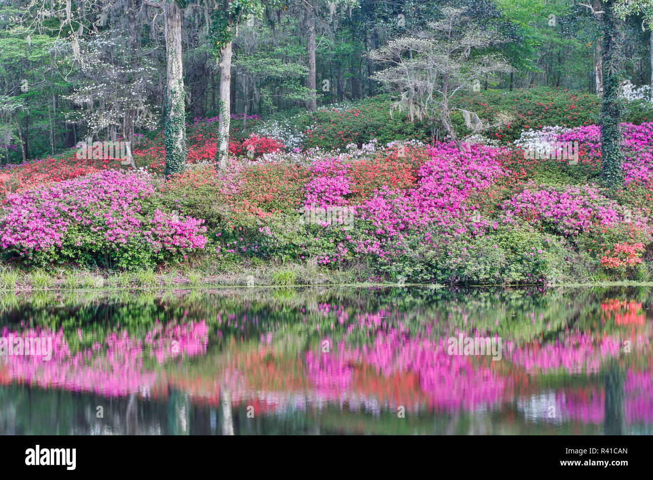 Azaleas in full bloom reflected in calm pond Middleton Place ...