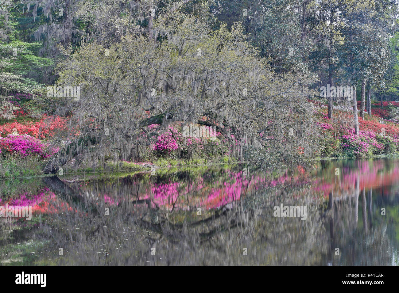 Azaleas in full bloom reflected in calm pond Middleton Place ...