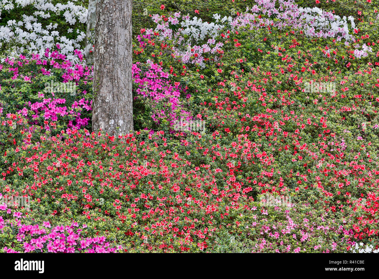 Azaleas in full bloom Middleton Place, Charleston, South Carolina Stock ...