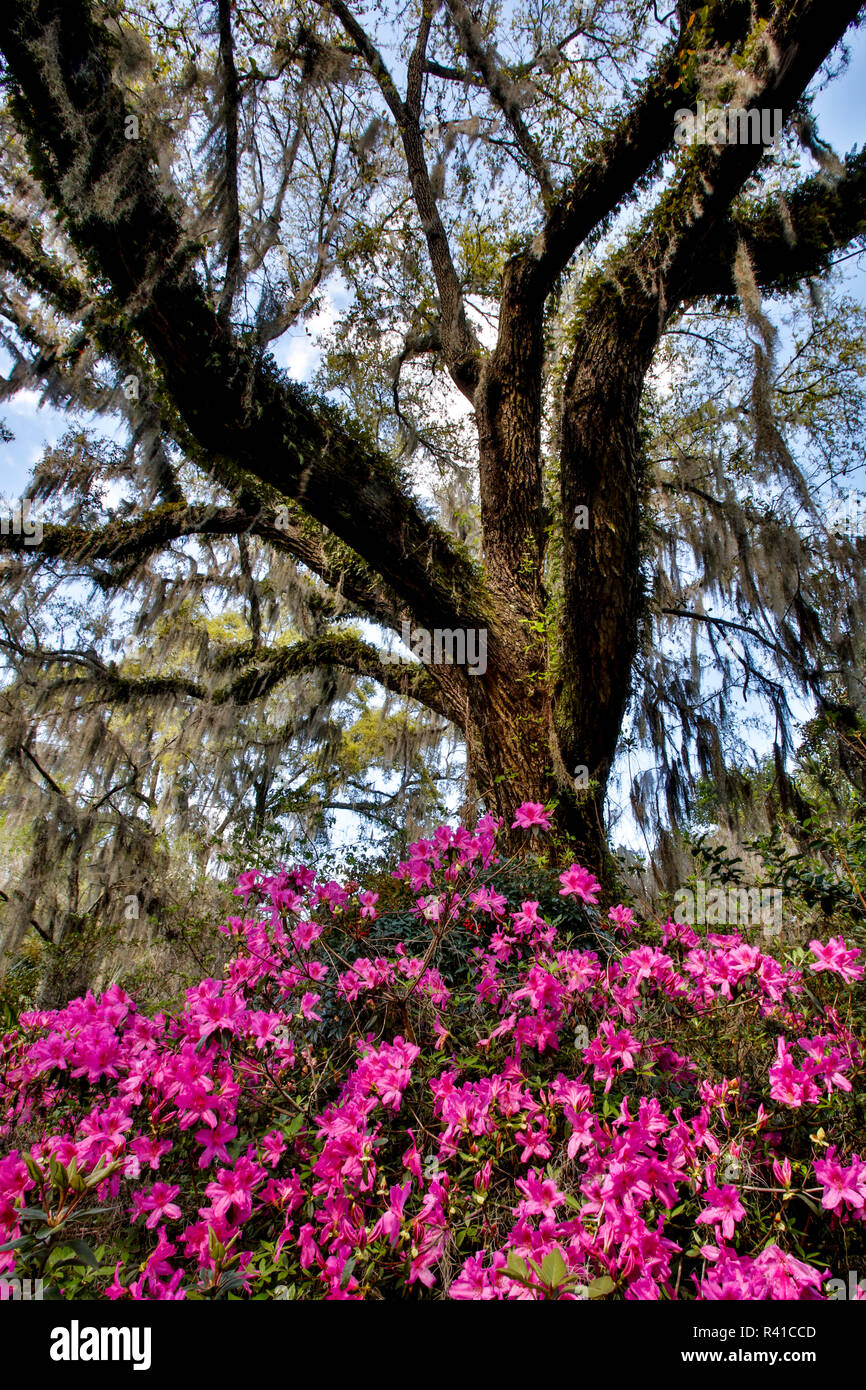 Spring in charleston south carolina hi-res stock photography and images ...