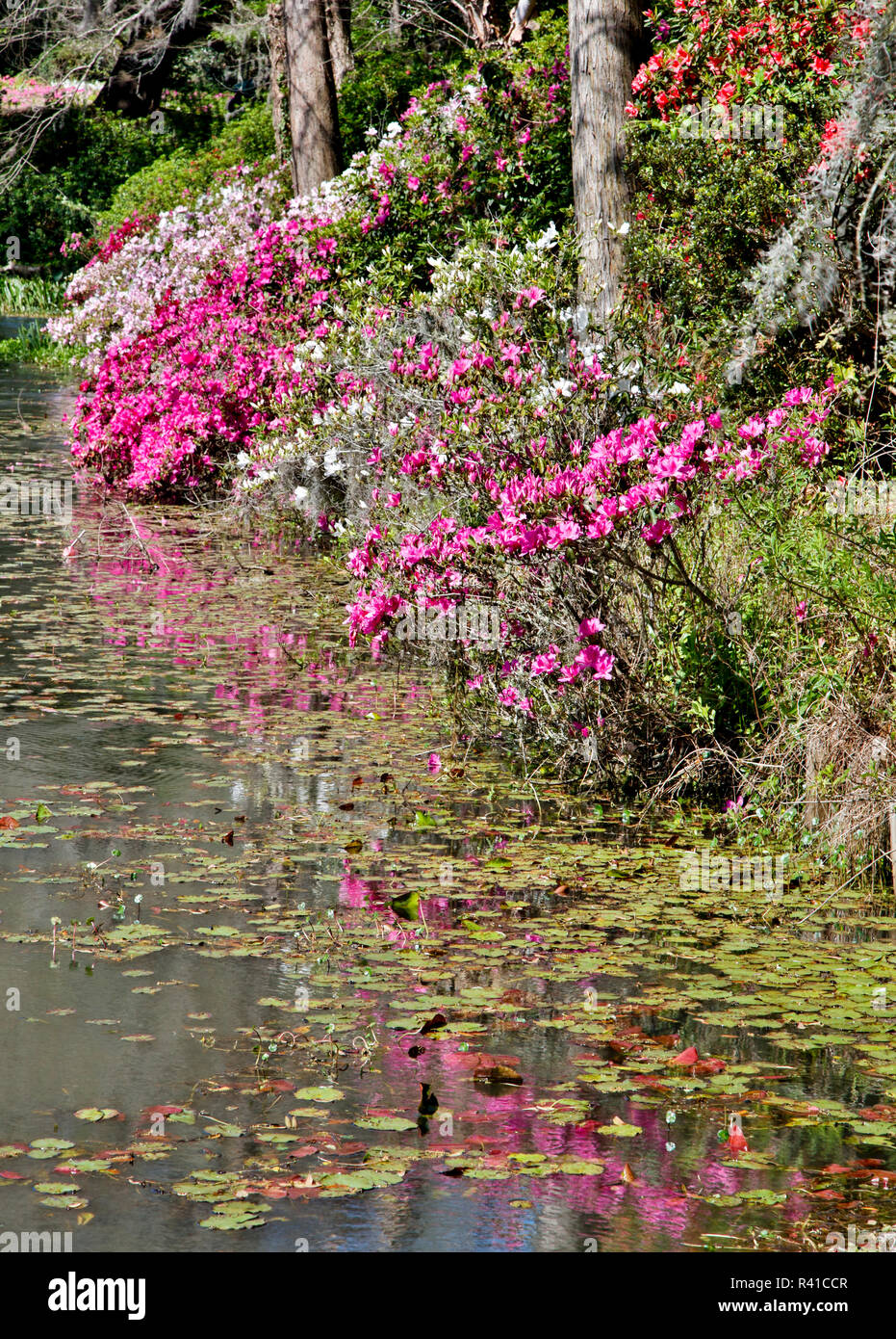 Charleston landscape hi-res stock photography and images - Alamy