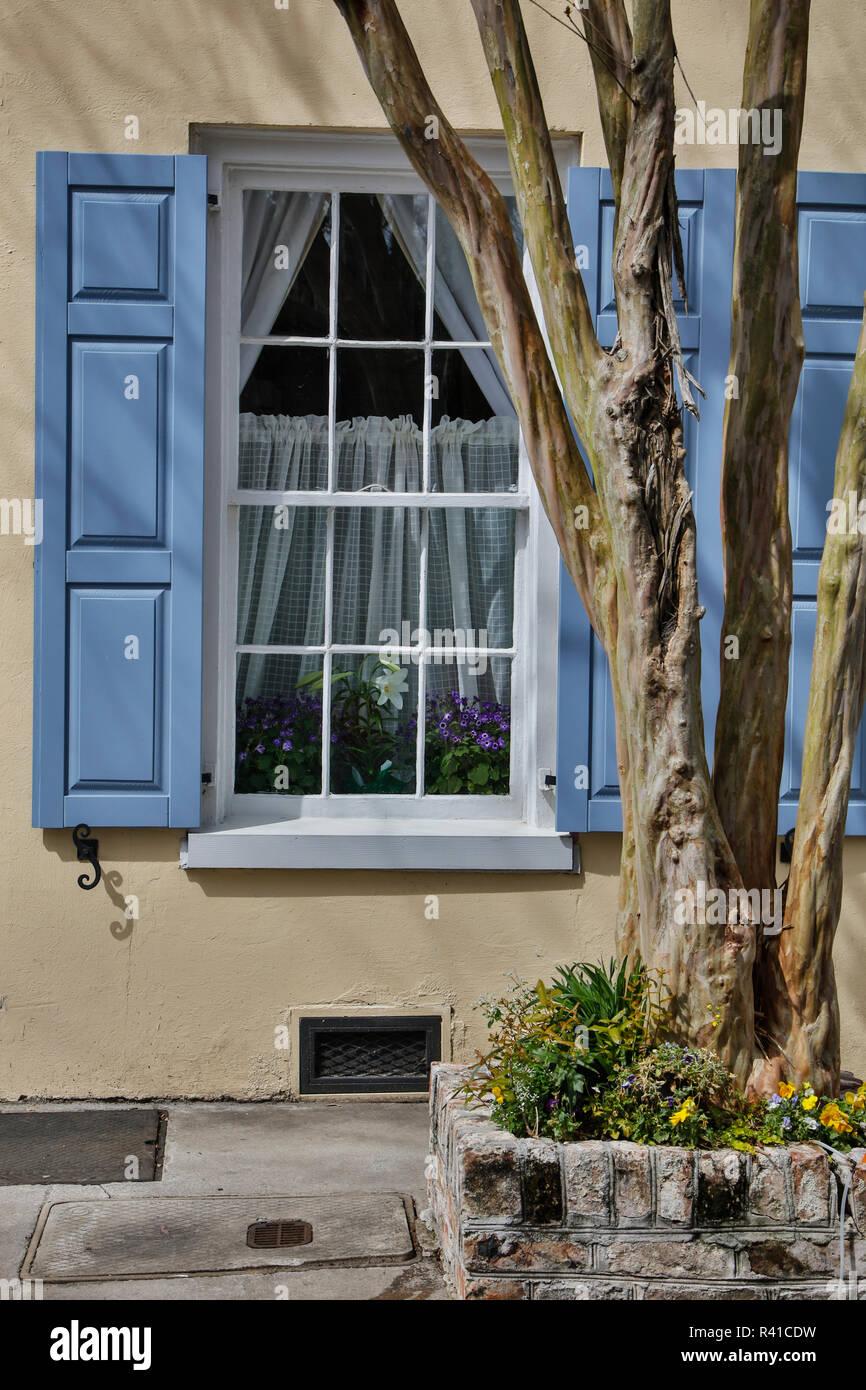 South carolina tree hi-res stock photography and images - Alamy
