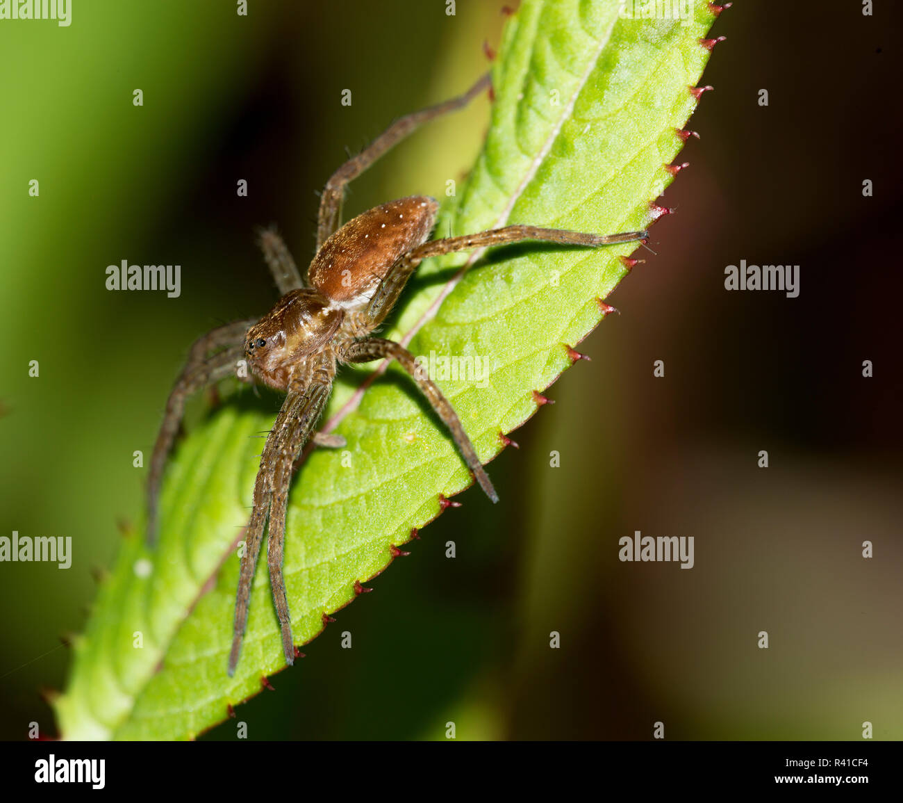 a raft spider sitting on a leaf and lie in wait for prey Stock Photo ...
