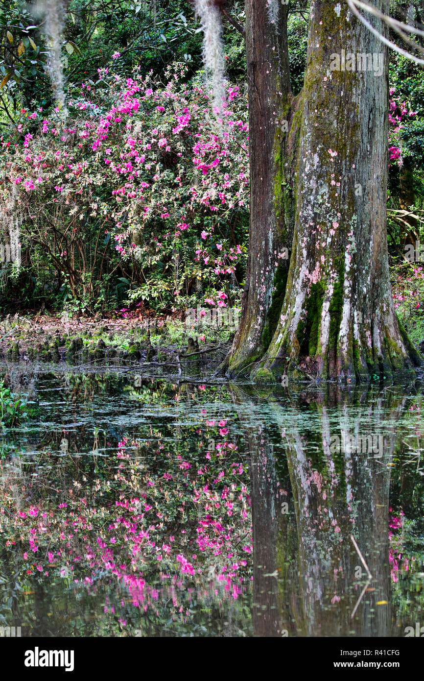 North carolina tree hi-res stock photography and images - Alamy