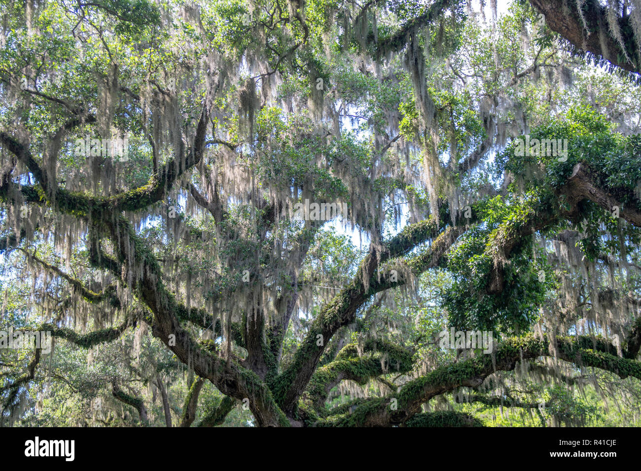 Sunlight live oak tree hi-res stock photography and images - Alamy