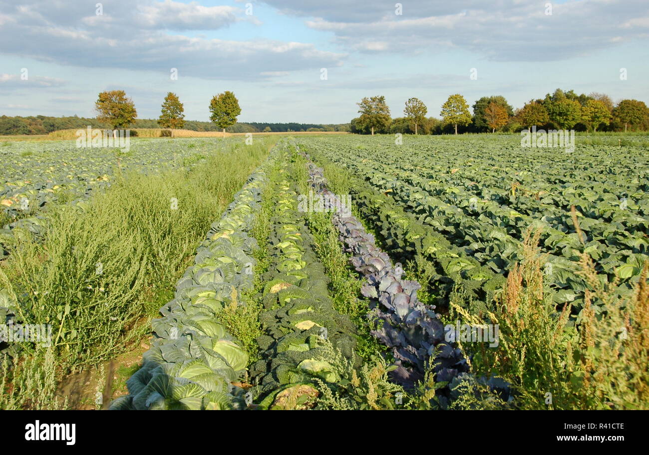 Savoy cabbage row hi-res stock photography and images - Alamy