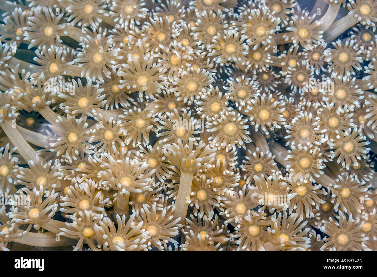Xeniidae is a family of soft coral in the order Alcyonacea Stock Photo ...