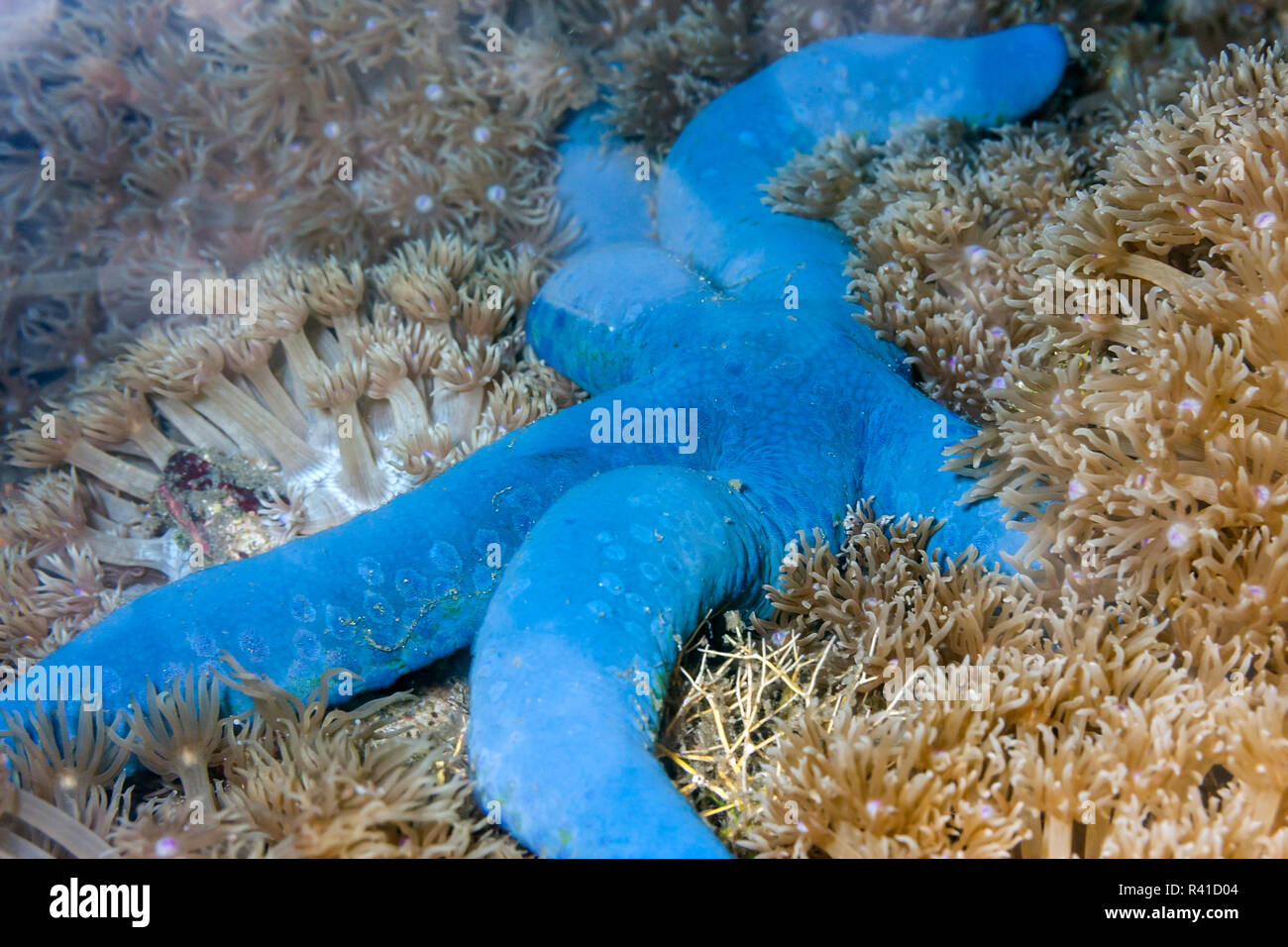 Linckia laevigata called blue star is a species of sea star Stock Photo ...