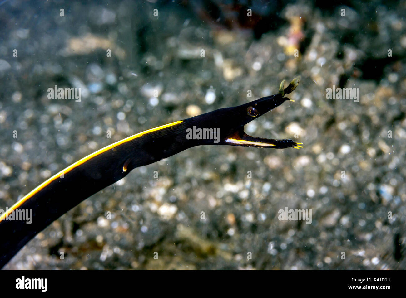 Baby eel hi-res stock photography and images - Alamy