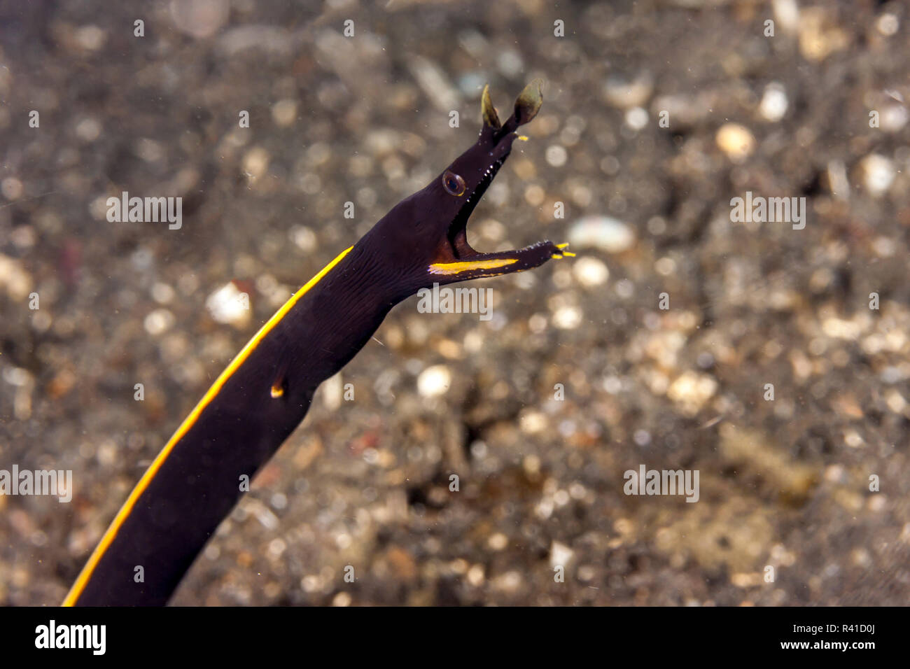 juvenile ribbon eel ,Rhinomuraena quaesita, also known as the leaf ...