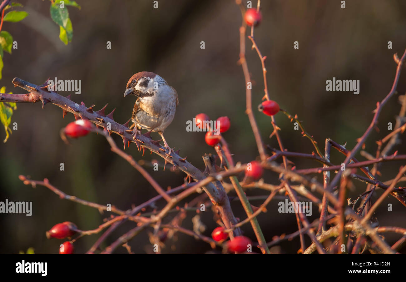 Female house sparrow autumn hi-res stock photography and images - Alamy